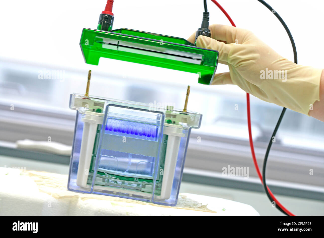 Gel electrophoresis hi-res stock photography and images - Alamy