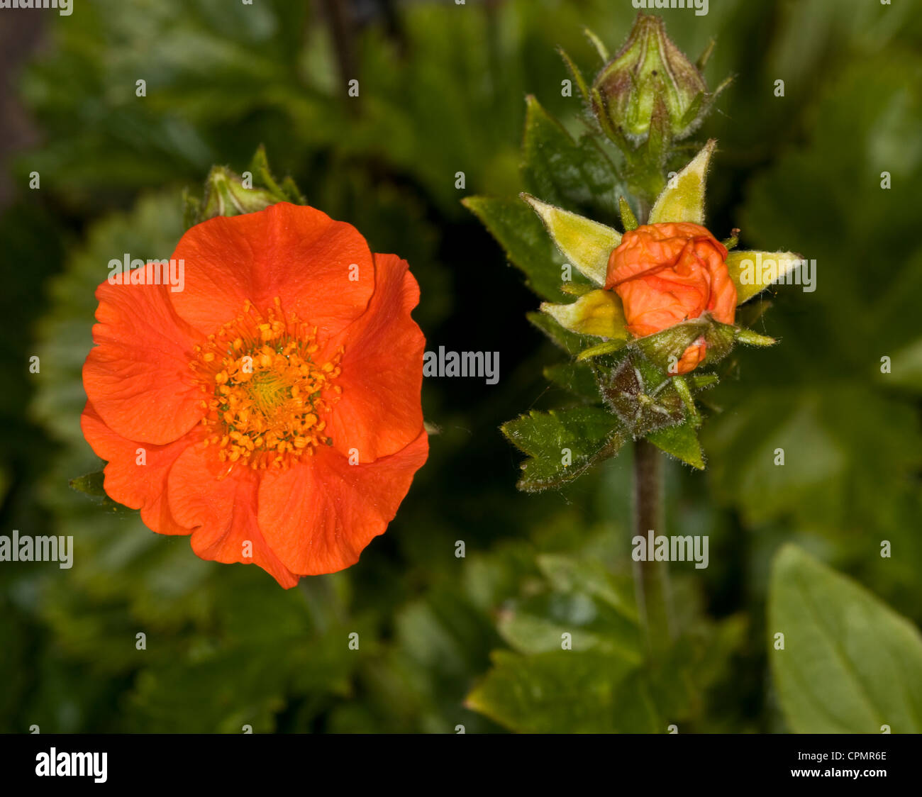 Geum coccineum koi hi-res stock photography and images - Alamy