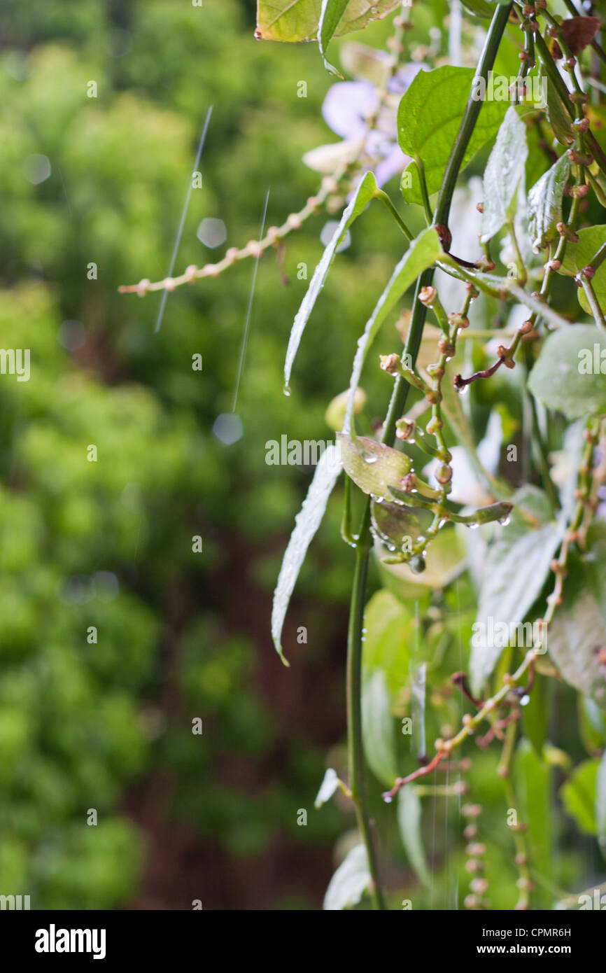 Rain drops caught in slow motion during a tropical rain shower in ...