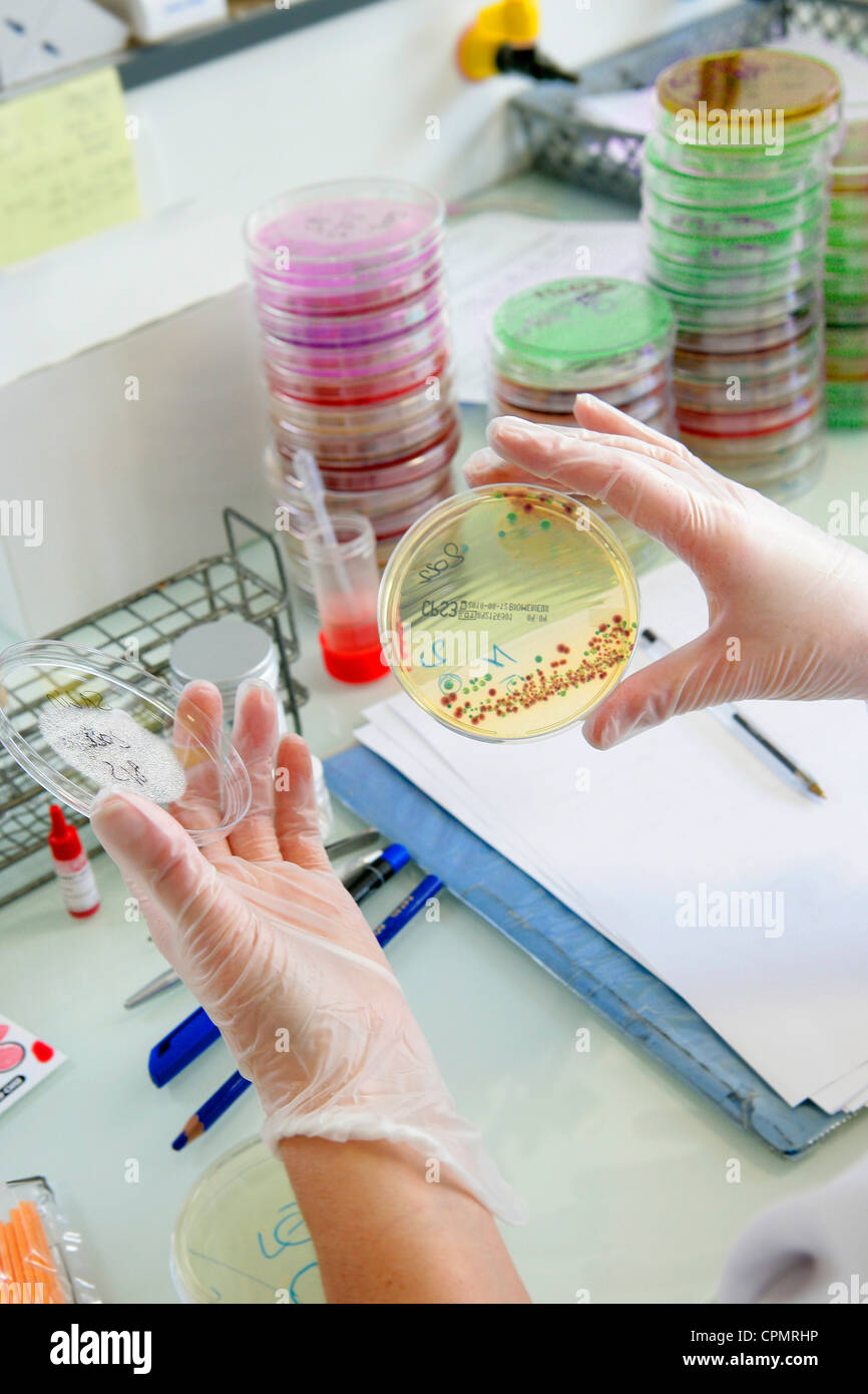 BACTERIOLOGY Stock Photo - Alamy