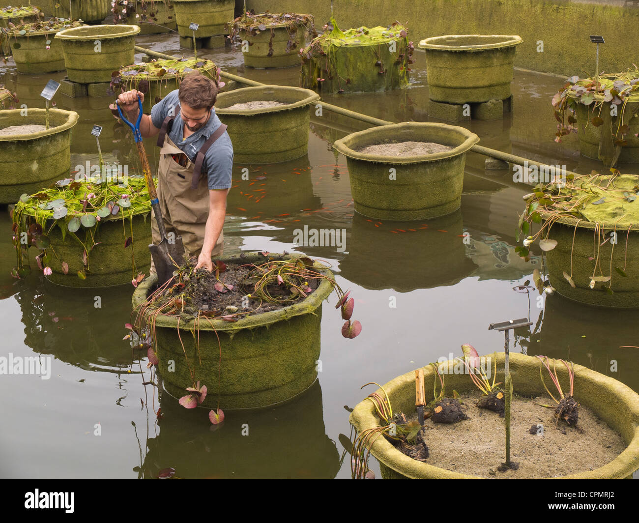 Cleaning lily pools at Brooklyn Botanic Garden Stock Photo - Alamy