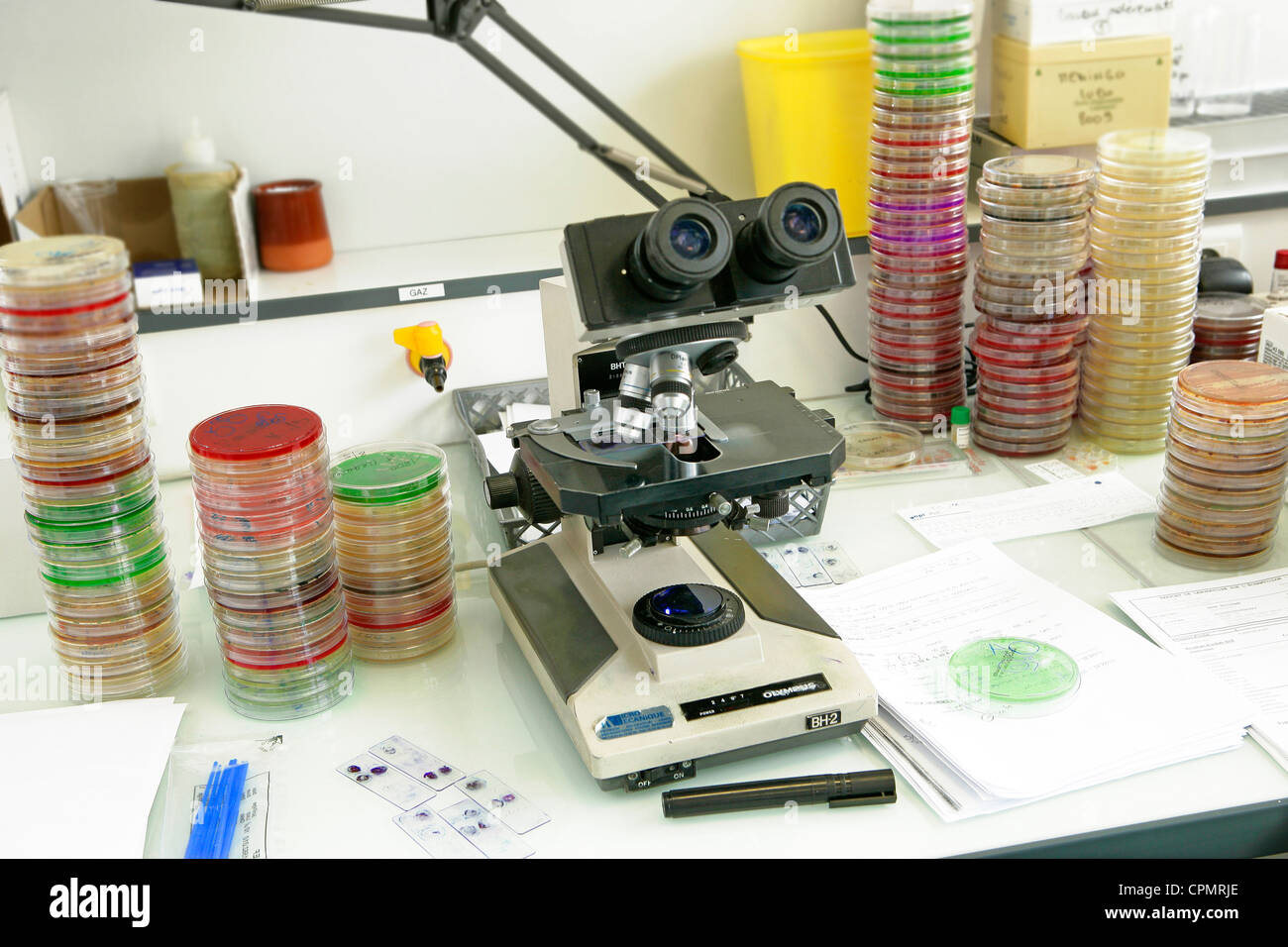 Light Microscope Bacteria Stock Photos & Light Microscope Bacteria ...