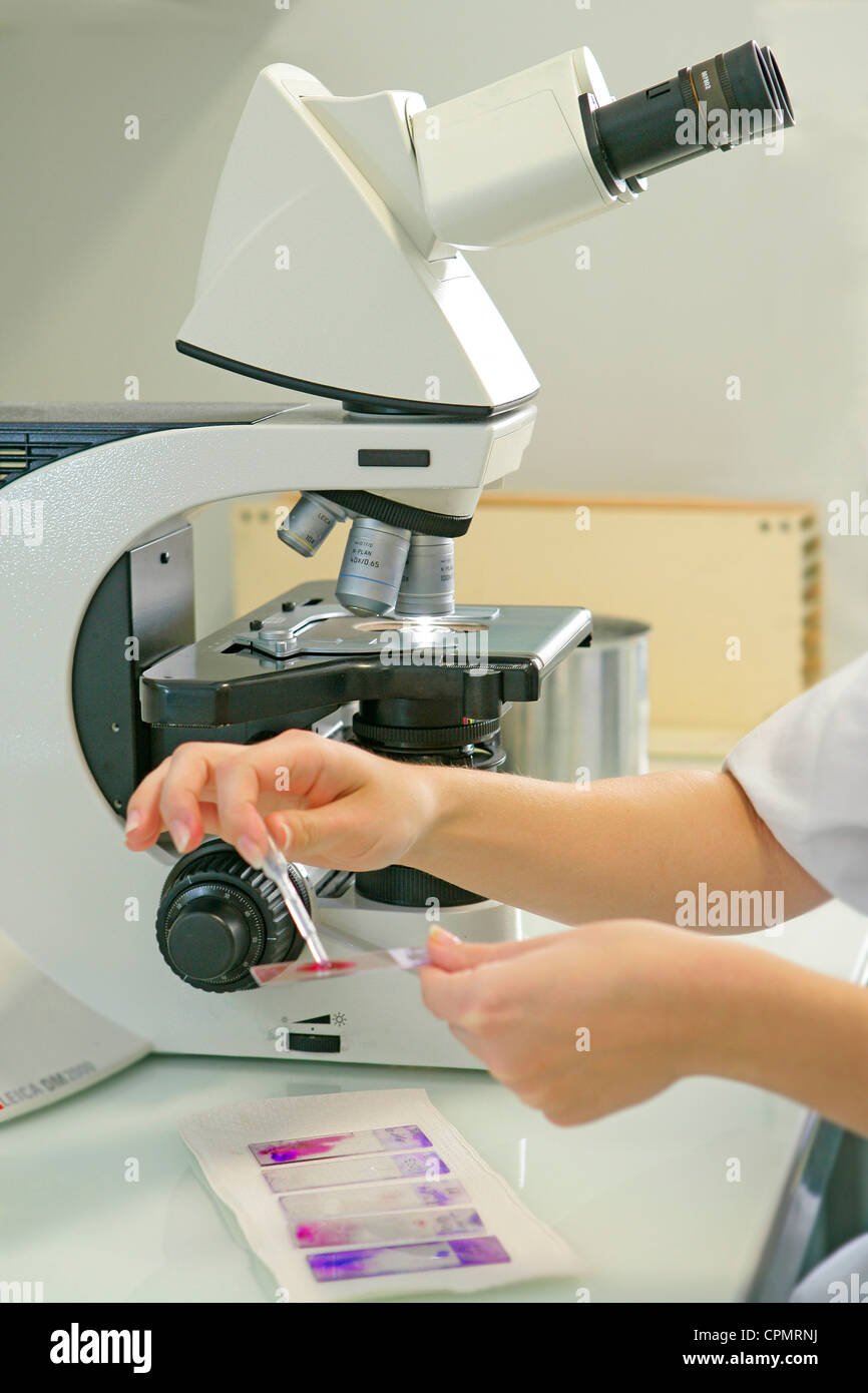 Prokaryote And Microscope High Resolution Stock Photography and Images ...