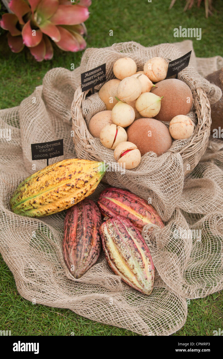Mamey Apple High Resolution Stock Photography and Images - Alamy
