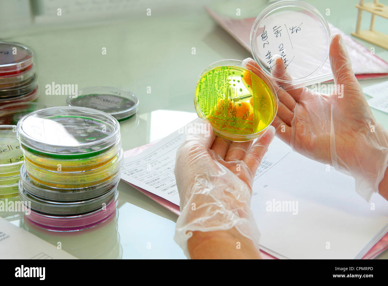 BACTERIOLOGY Stock Photo - Alamy
