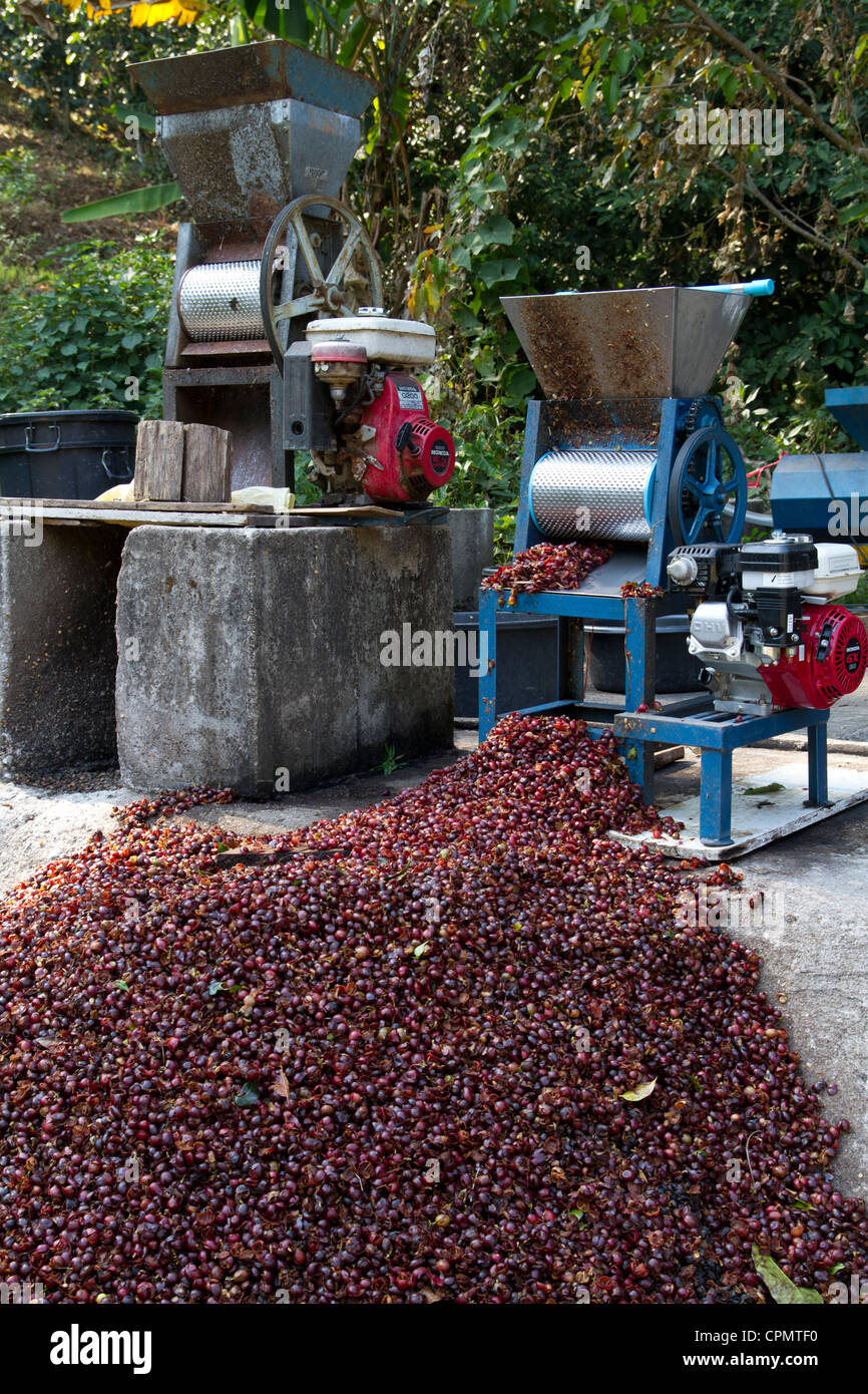 Coffee beans hulled Stock Photo - Alamy