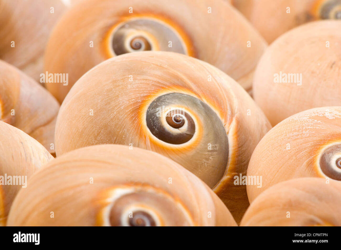 Moon snail hi-res stock photography and images - Alamy