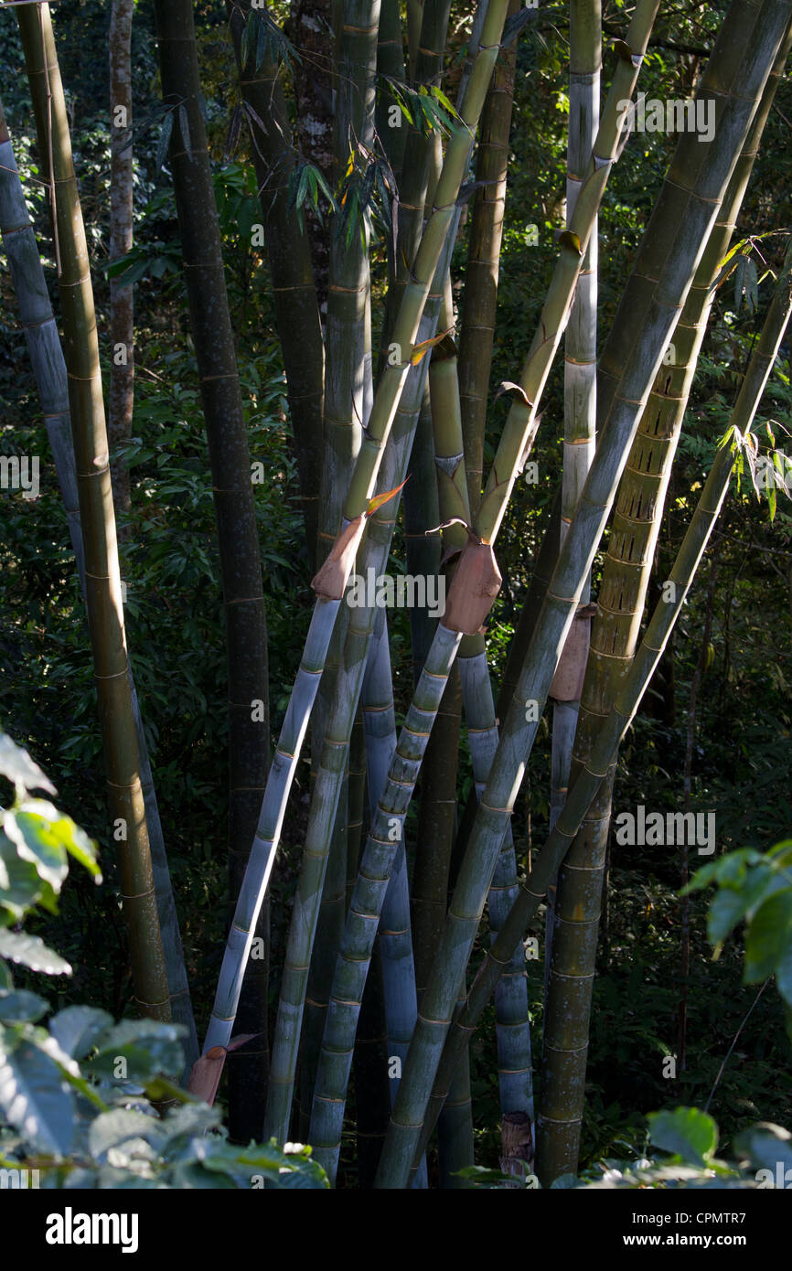 Hollow stalk hi-res stock photography and images - Alamy