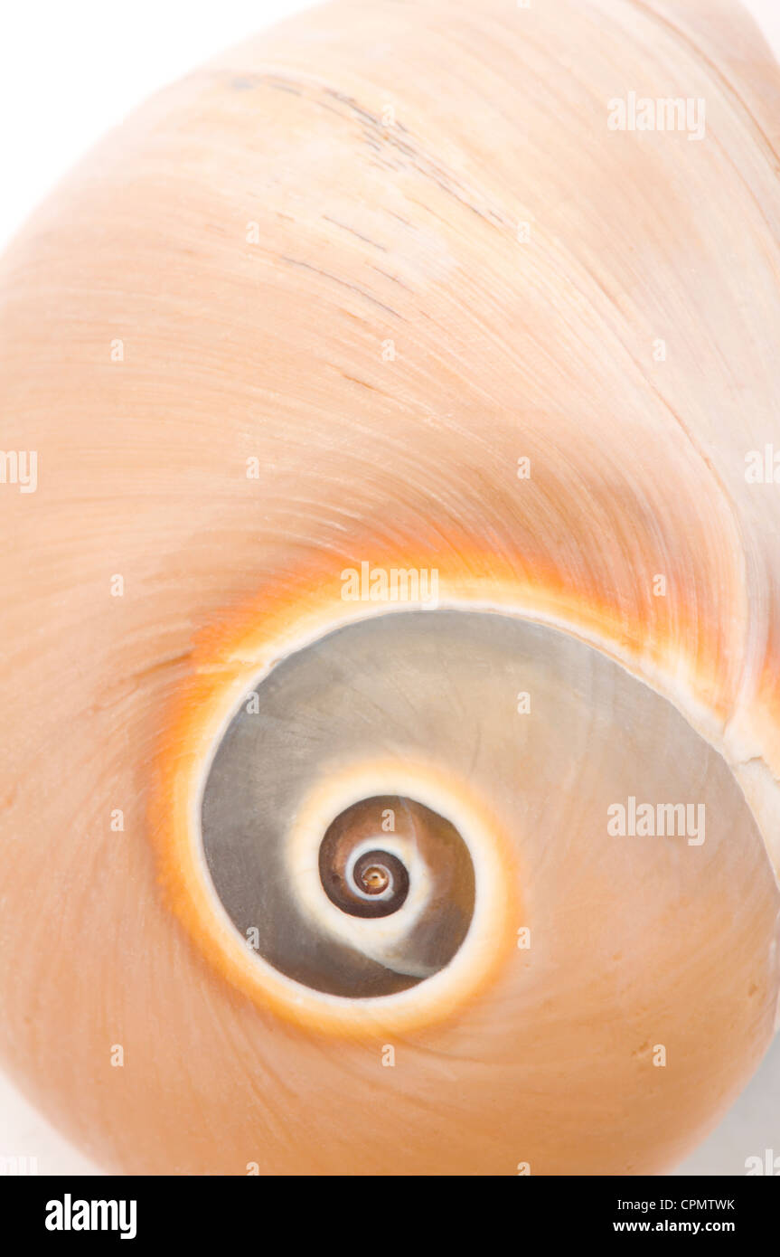 Calf Moon Snail on white Stock Photo - Alamy