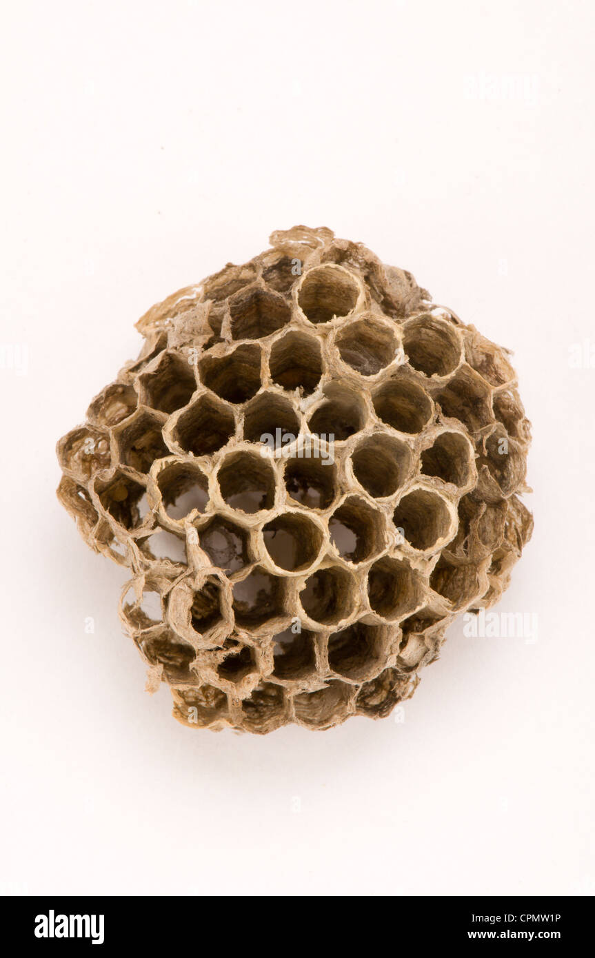 Part of wasp nest on white Stock Photo - Alamy