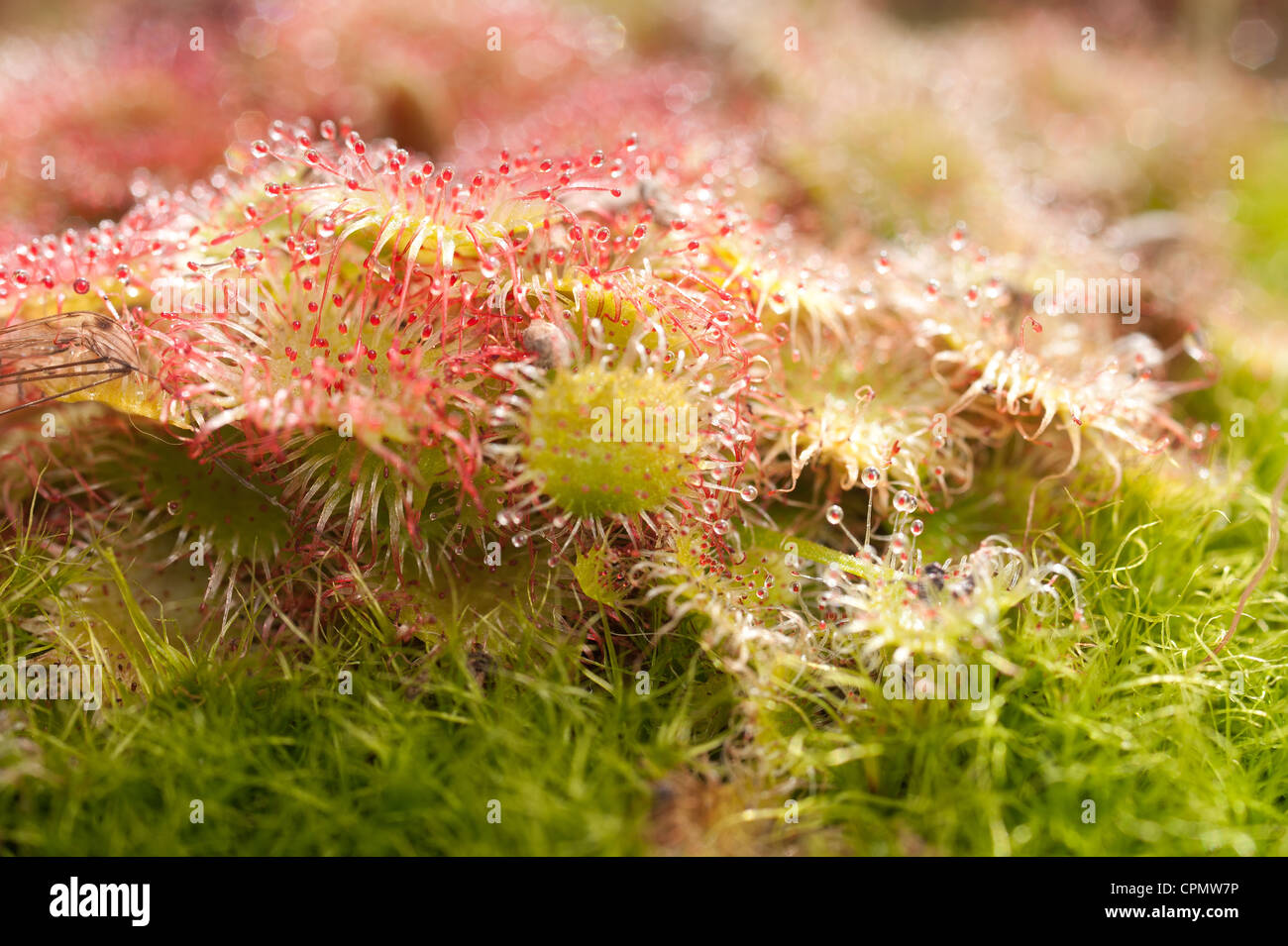 Spoon leaved sundew hi-res stock photography and images - Alamy