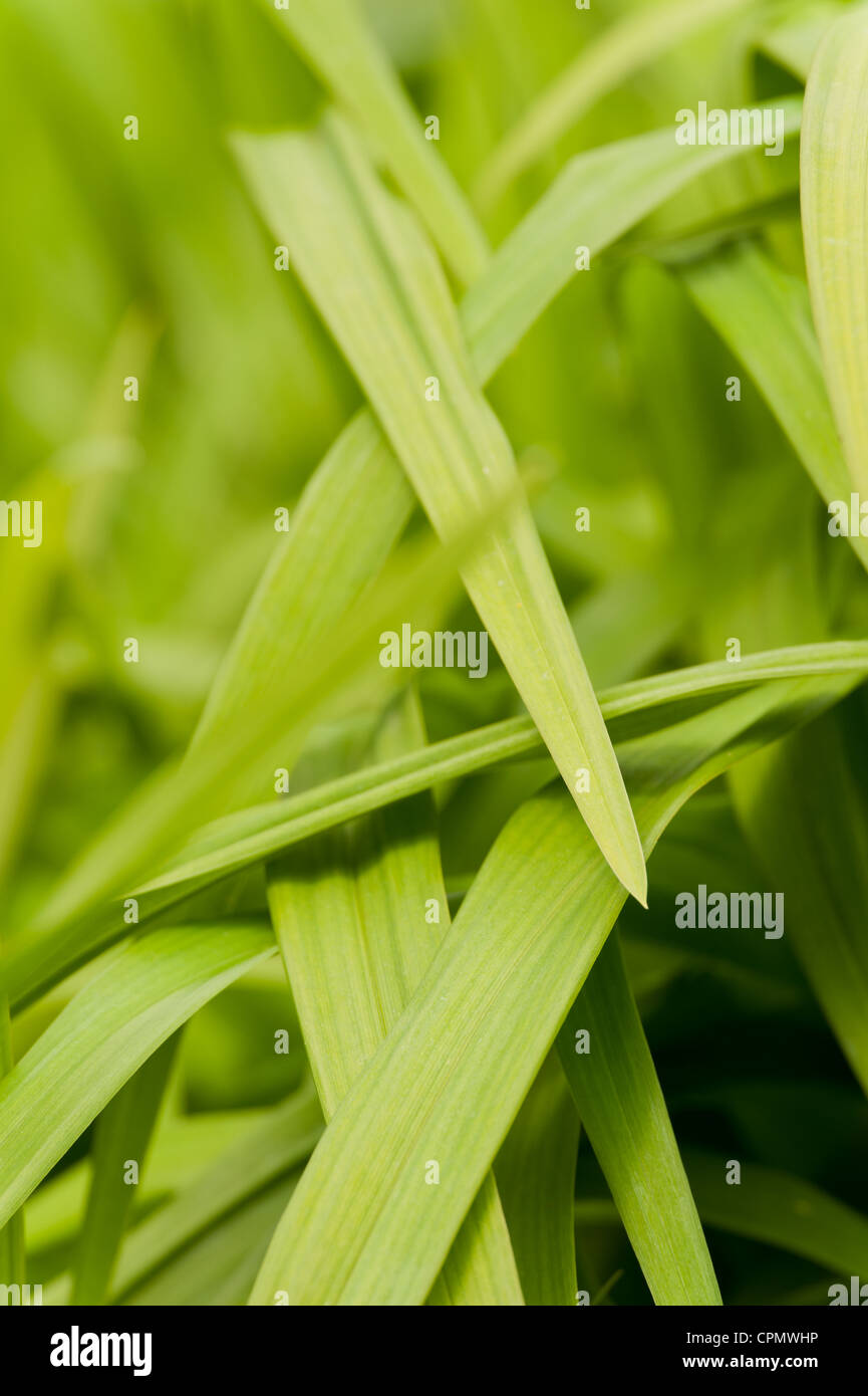 Montbretia long leaved wide grass like leaf plant flowerless Stock ...