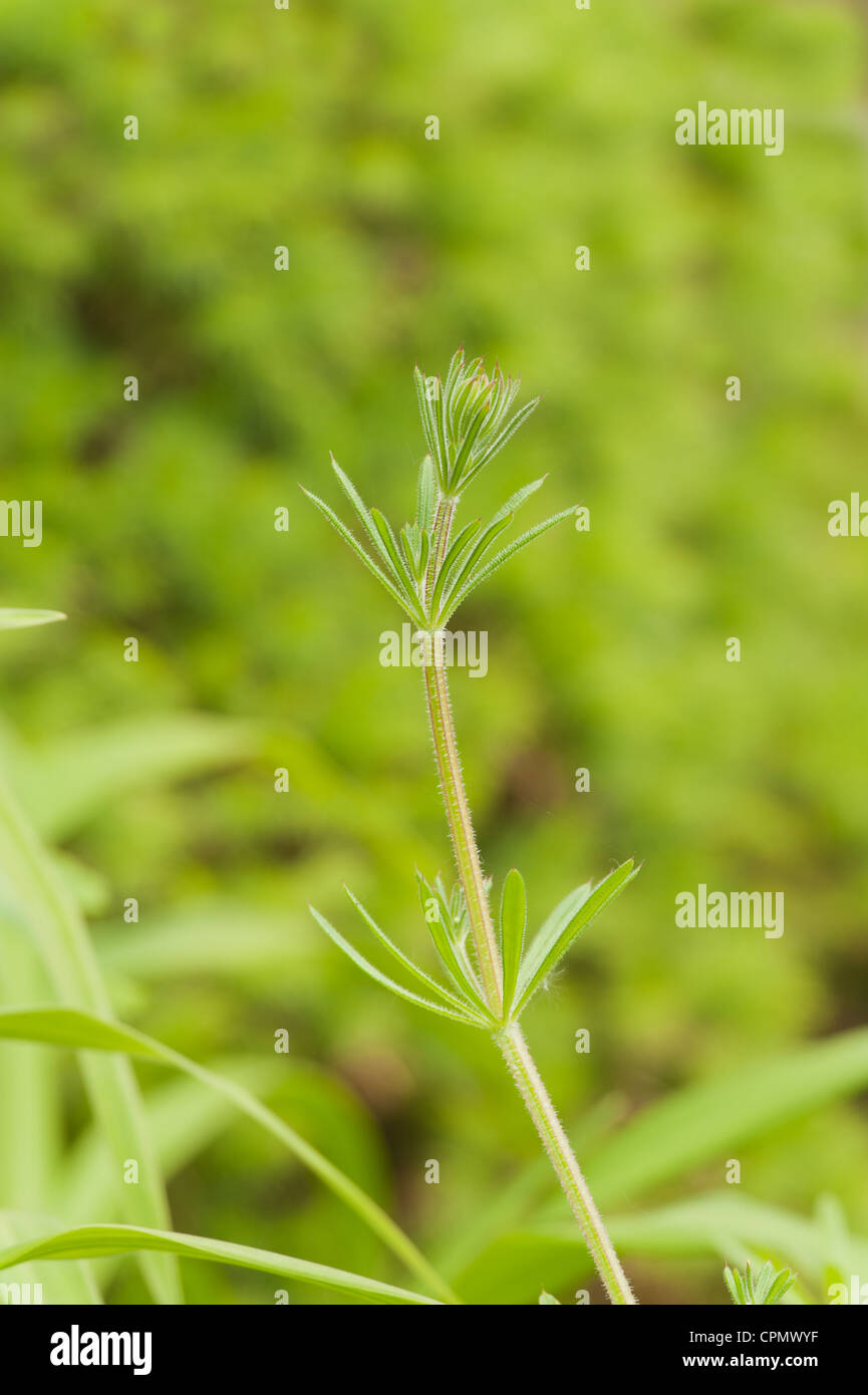 single strand of upright wall bedstraw against green background Stock ...