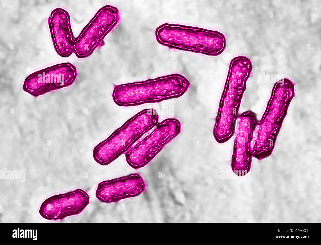 Listeriaceae hi-res stock photography and images - Alamy