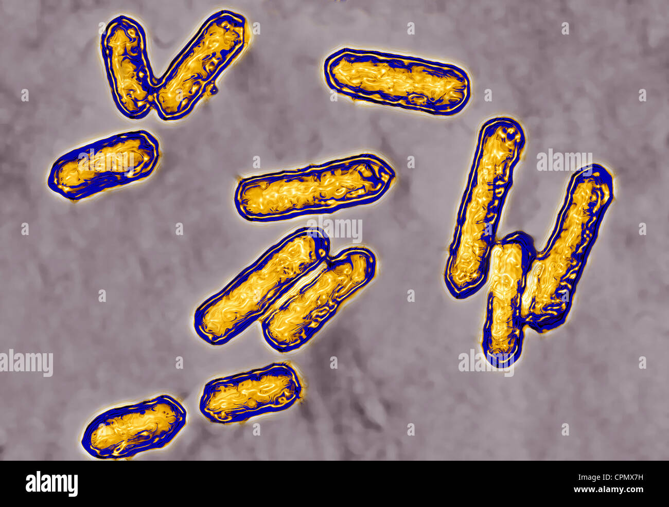 Listeria bacteria hi-res stock photography and images - Alamy