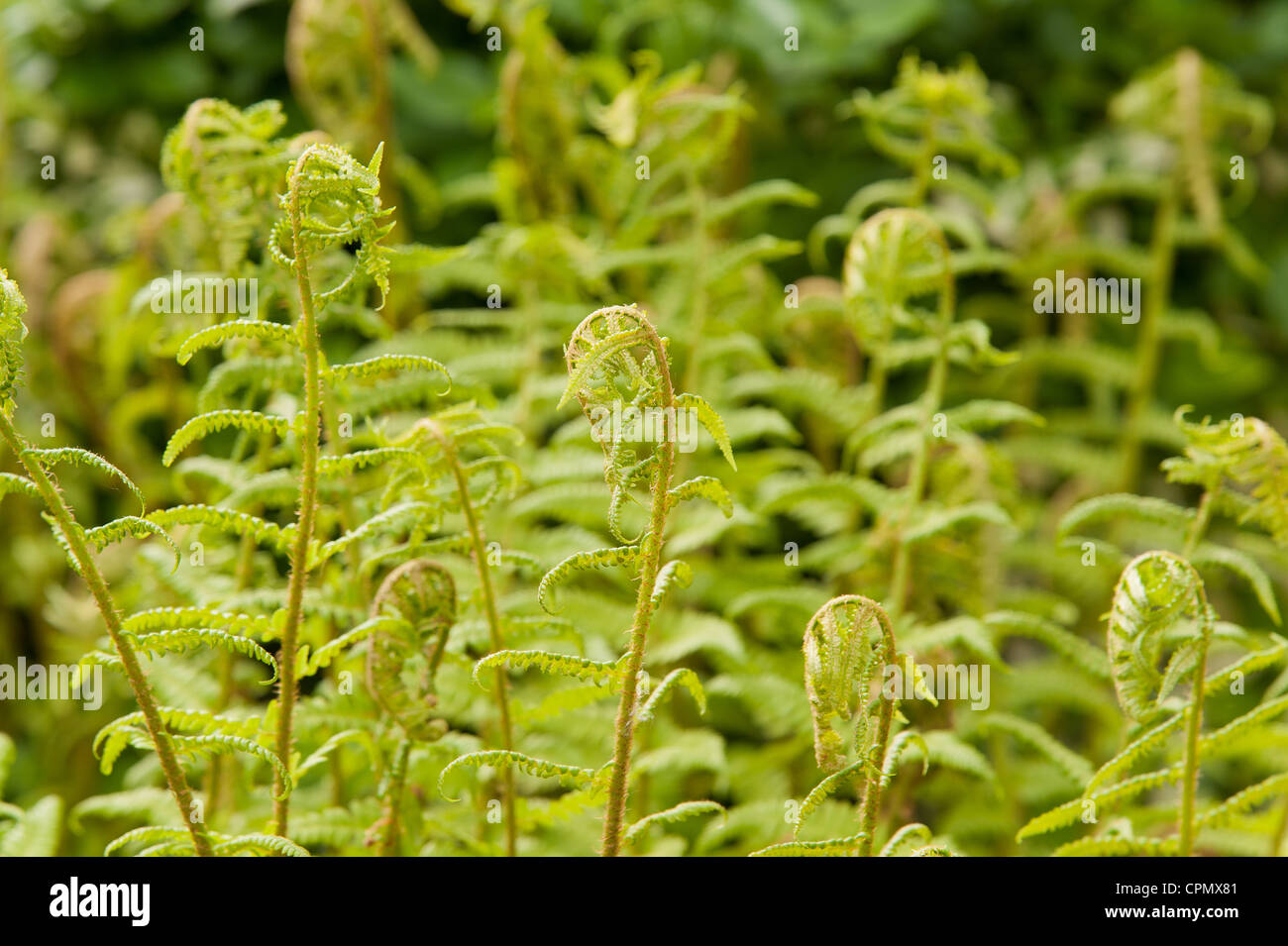 Dryopteris fern frond uncurling in spring and delicate leaves ... Dryopteris fern frond uncurling in spring and delicate leaves ...
