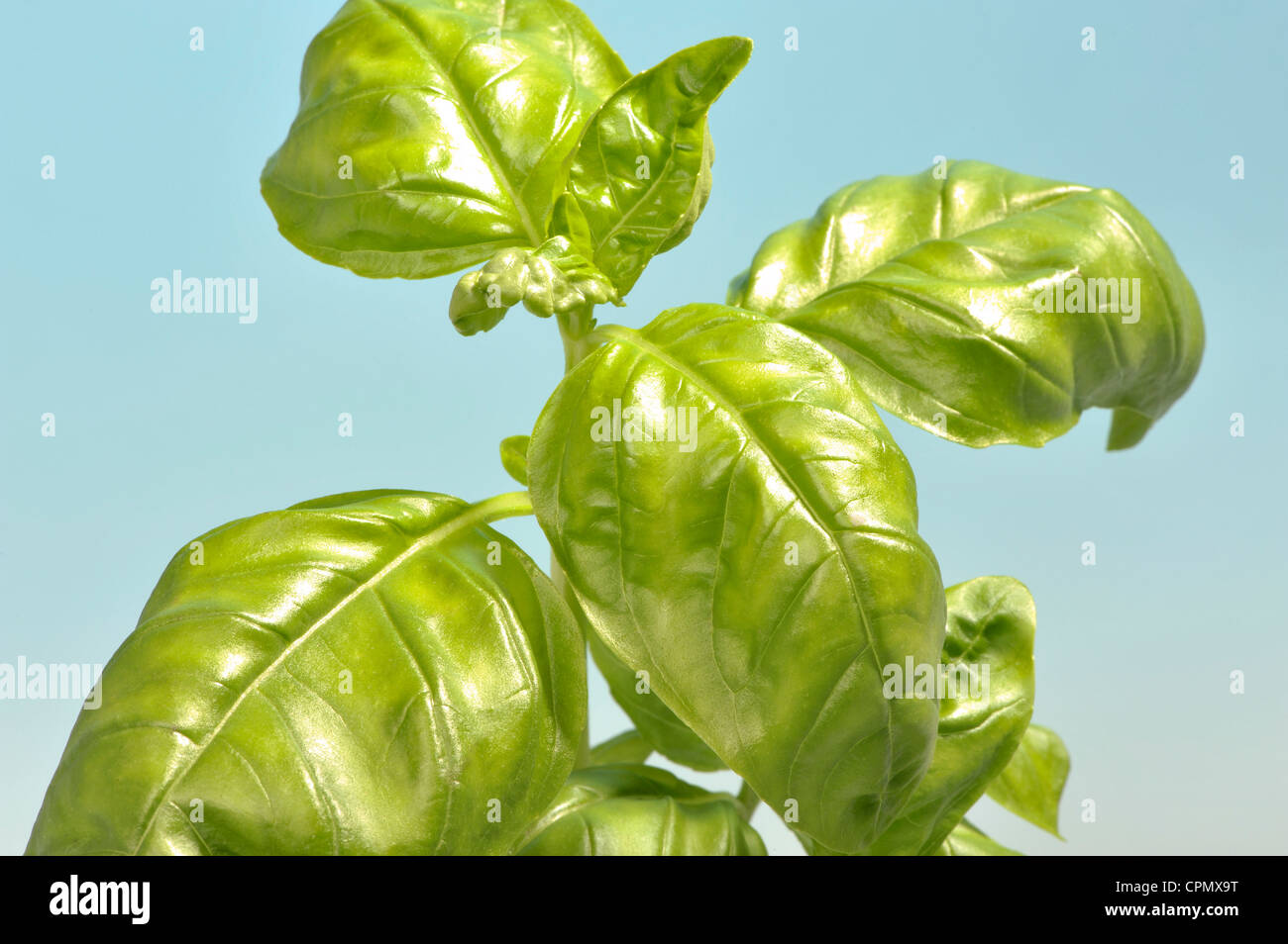 Basilisk details hi-res stock photography and images - Alamy