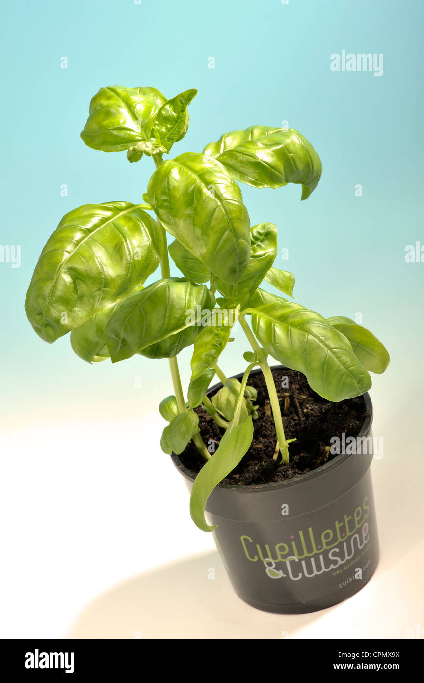 Feed plants pots hi-res stock photography and images - Alamy