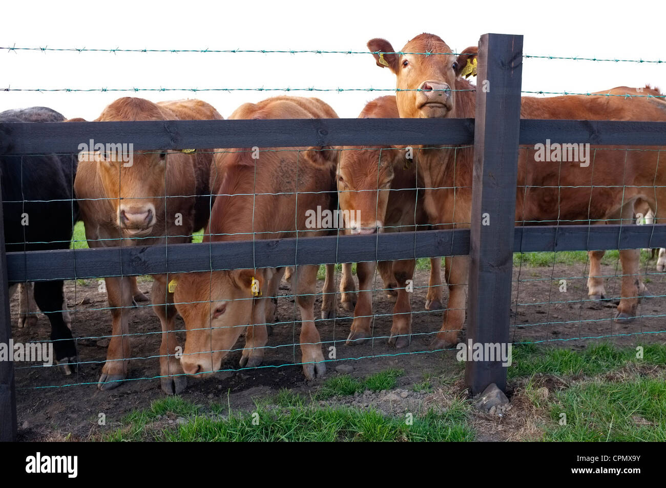 Cow cows fence hi-res stock photography and images - Alamy