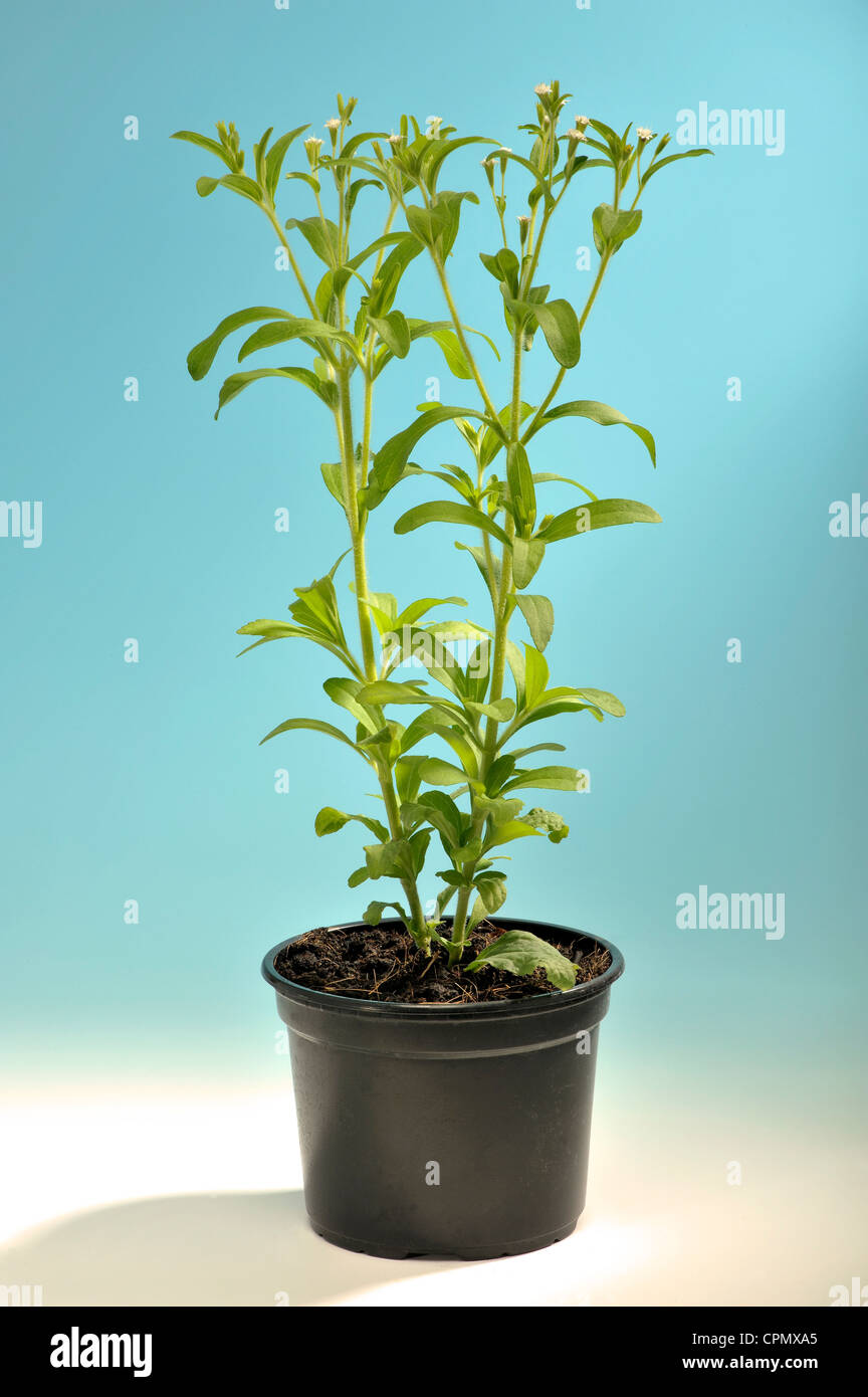 Sweet leaf hi-res stock photography and images - Alamy