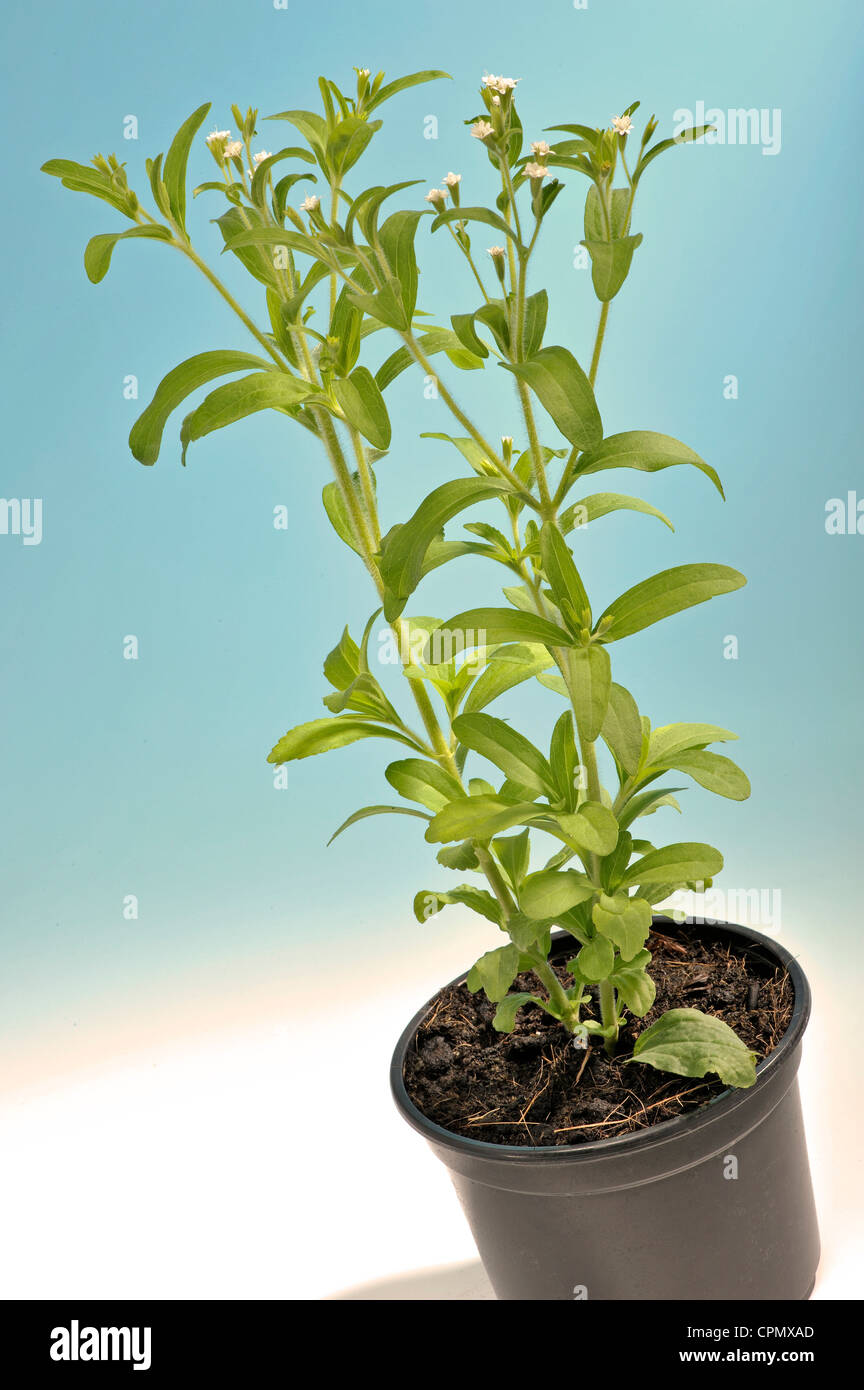 Sweet leaf hi-res stock photography and images - Alamy