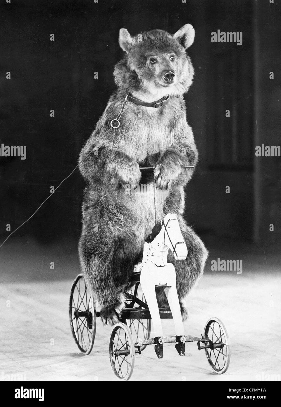 Bear arts Black and White Stock Photos & Images - Alamy