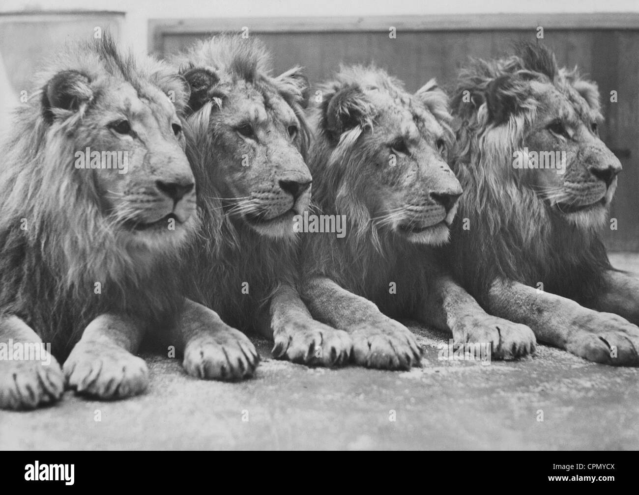 Lions berlin zoo Black and White Stock Photos & Images - Alamy