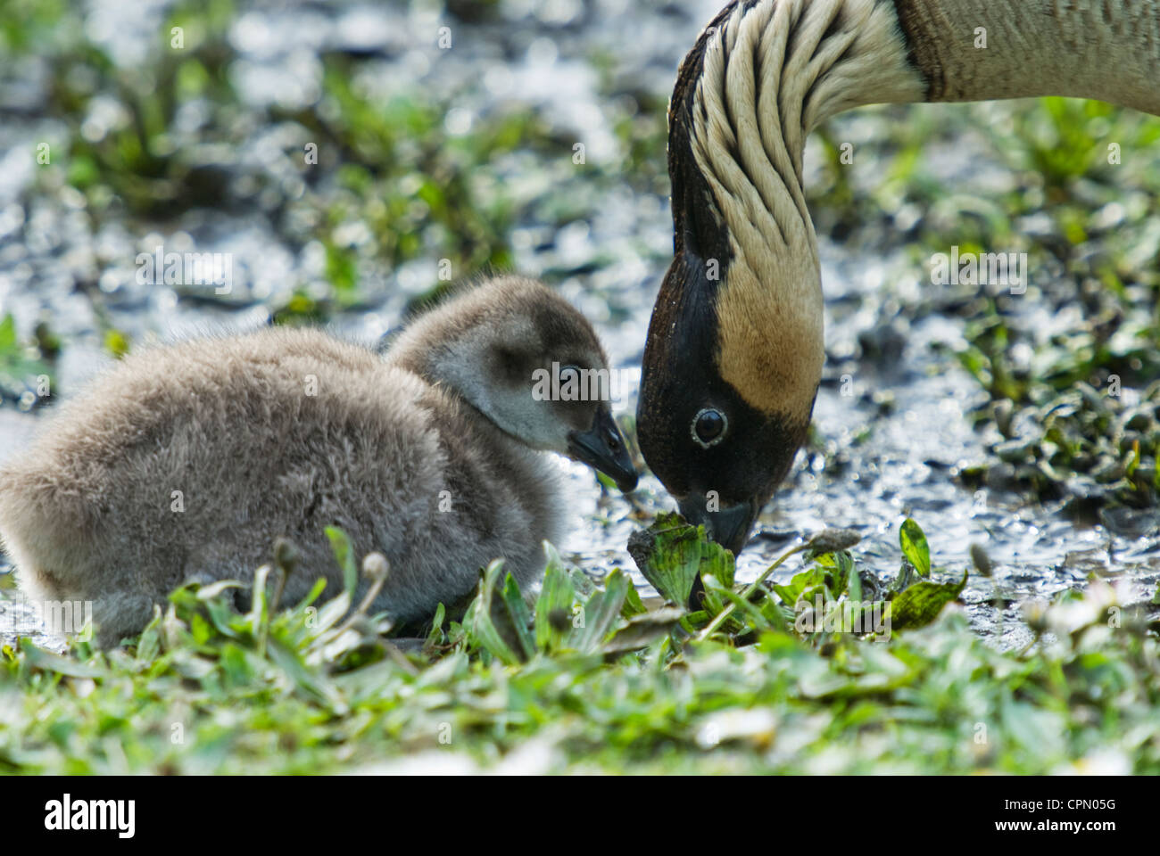 Baby Nene Geese