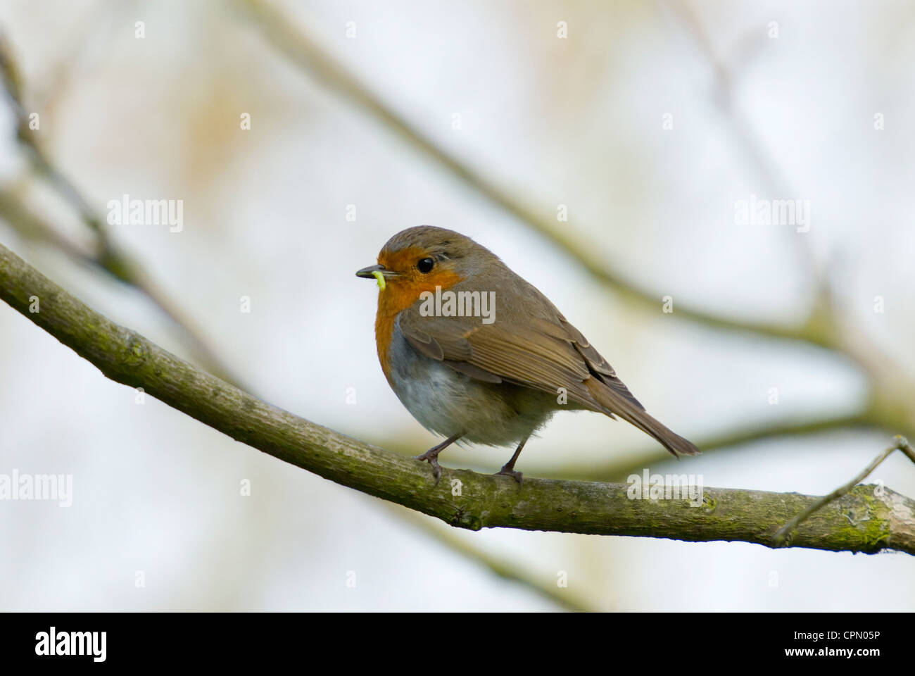 Robin With Grub Stock Photo - Alamy