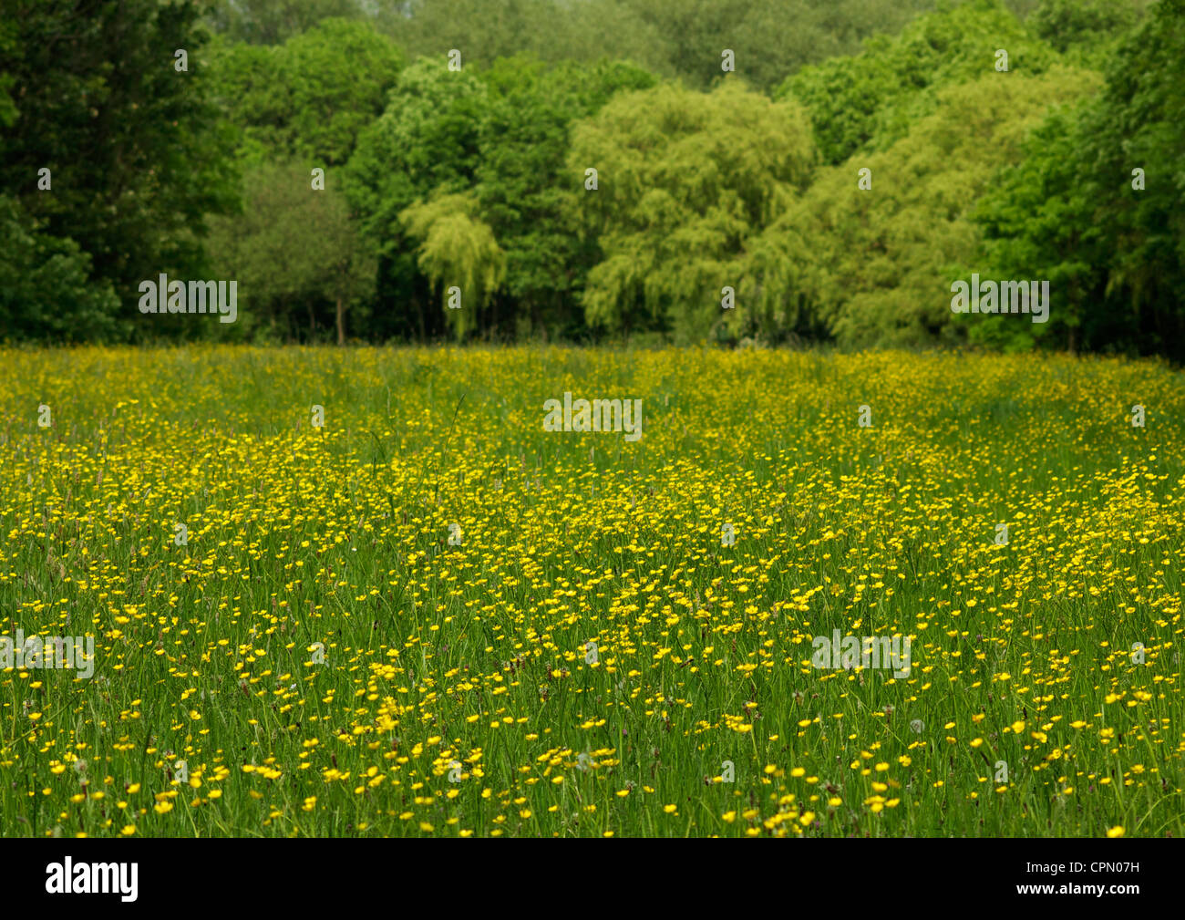 Buttercups field wildflower hi-res stock photography and images - Alamy