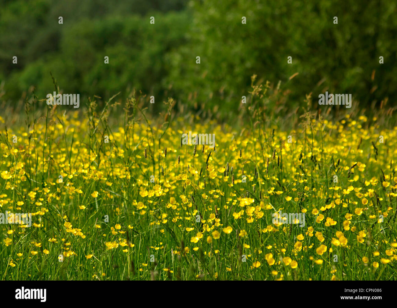 Buttercups field wildflower hi-res stock photography and images - Alamy