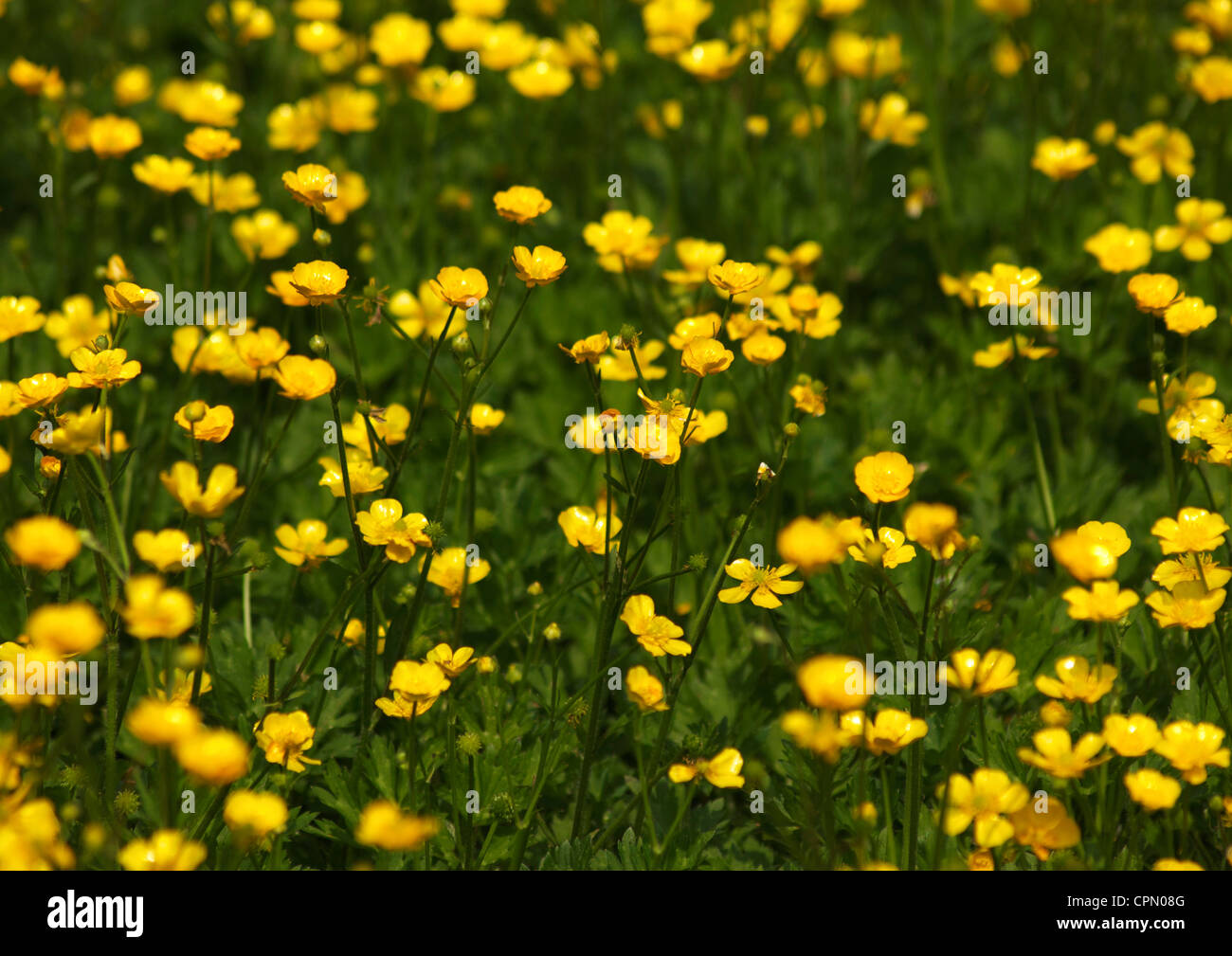 Bright yellow buttercups hi-res stock photography and images - Alamy