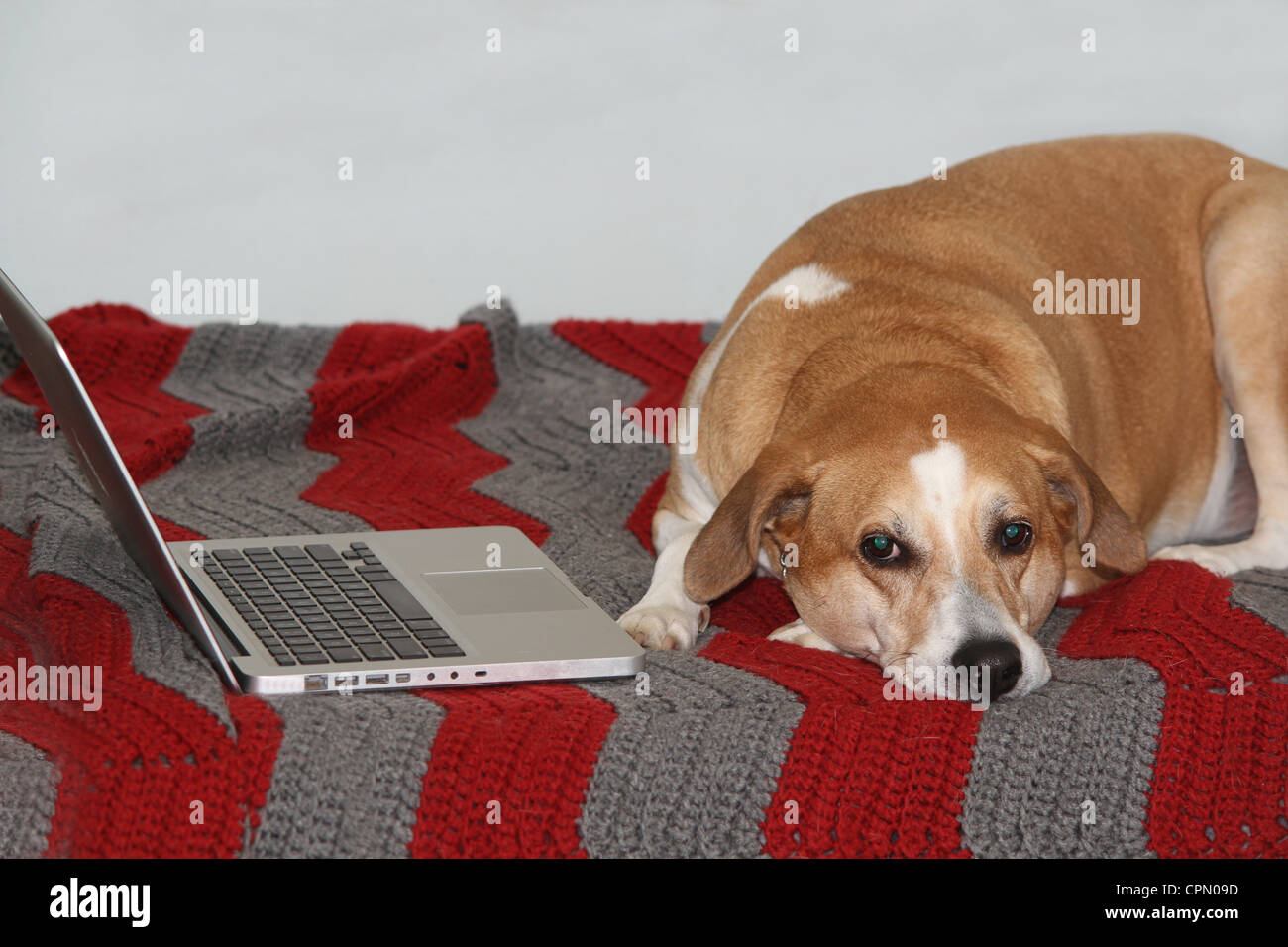 A sad looking dog laying by a laptop computer Stock Photo - Alamy
