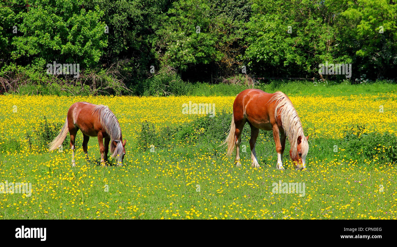 Ponies field hi-res stock photography and images - Alamy