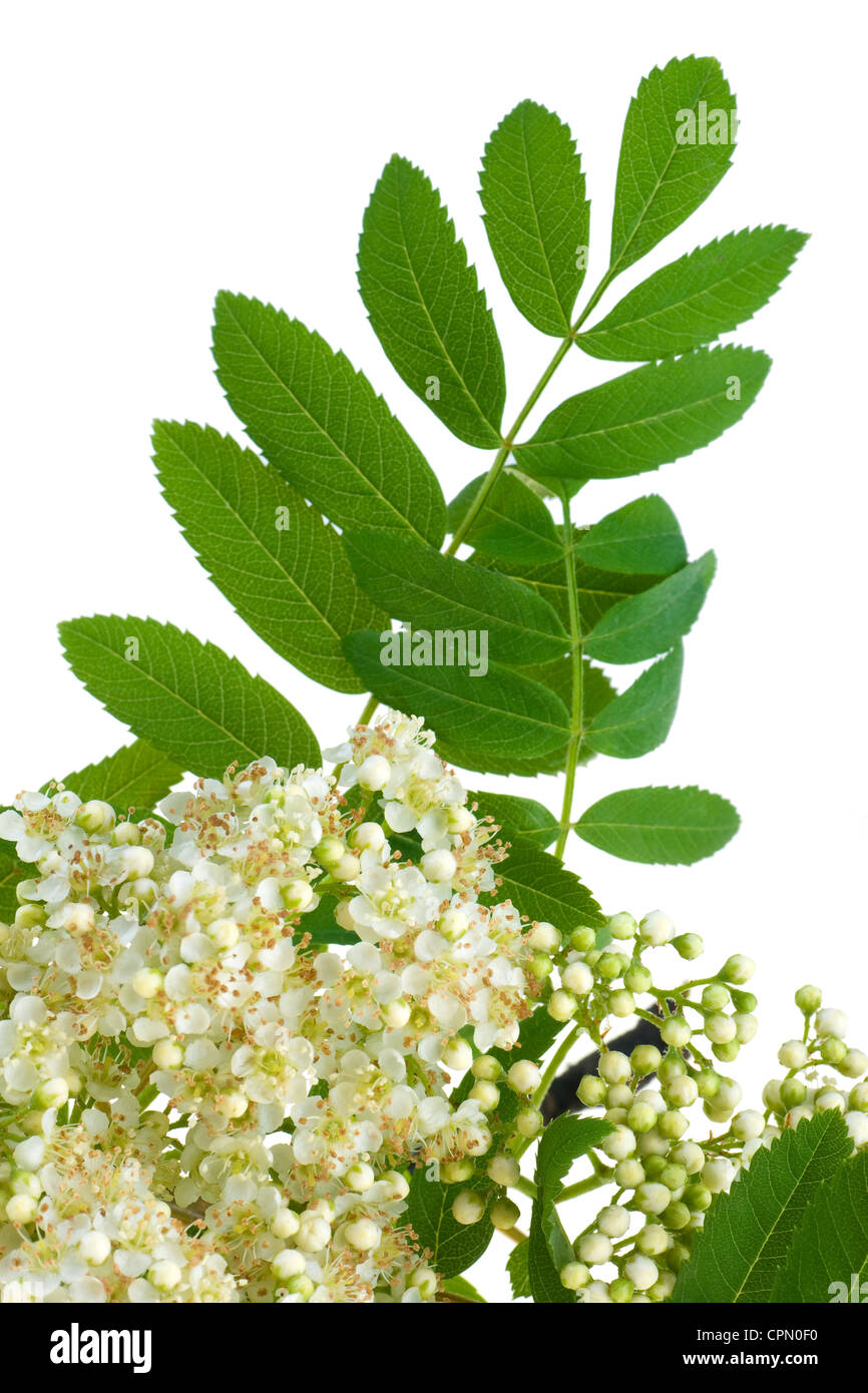rowan white flowers Stock Photo - Alamy