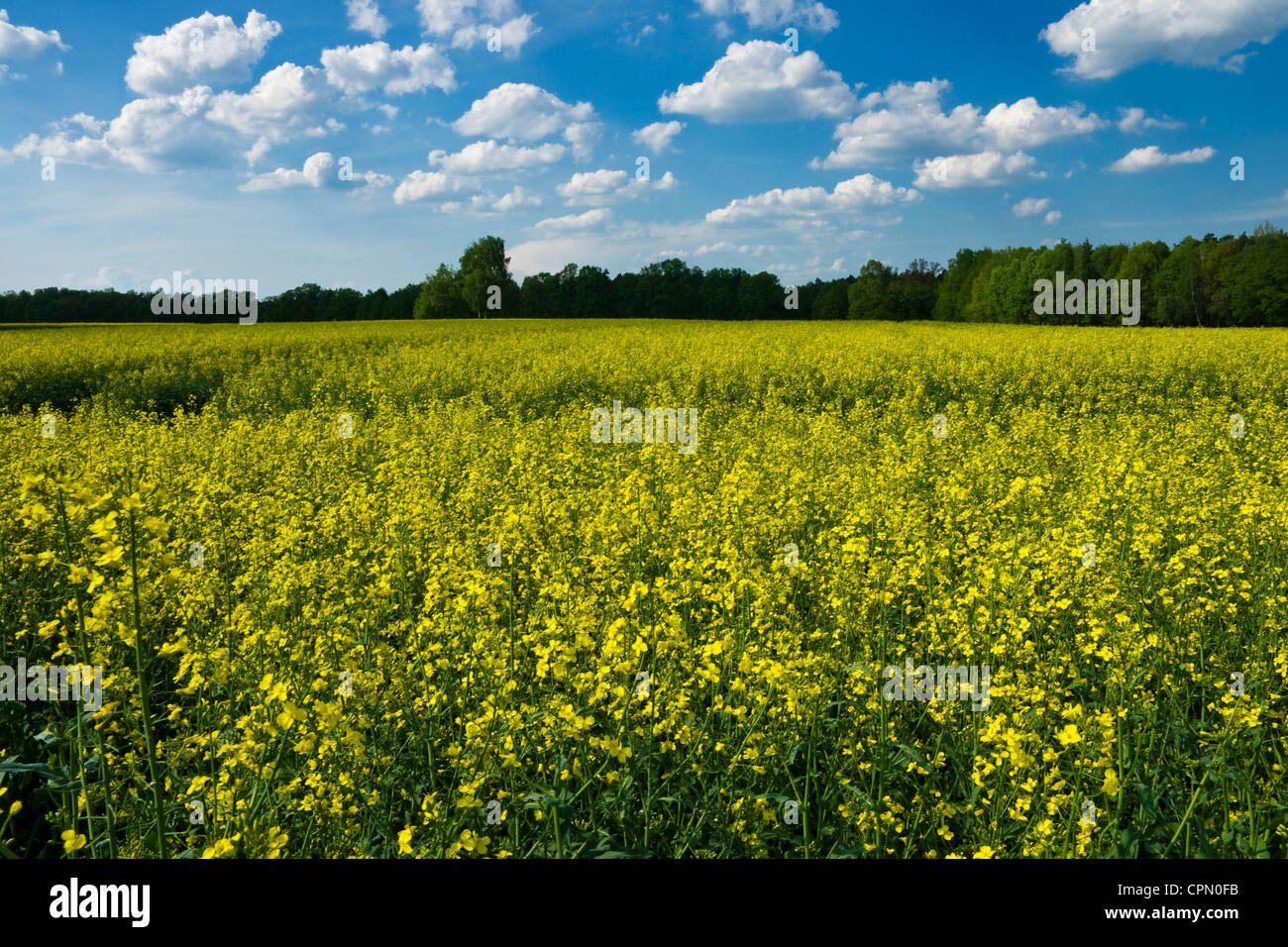 Blooming canola field Stock Photo - Alamy
