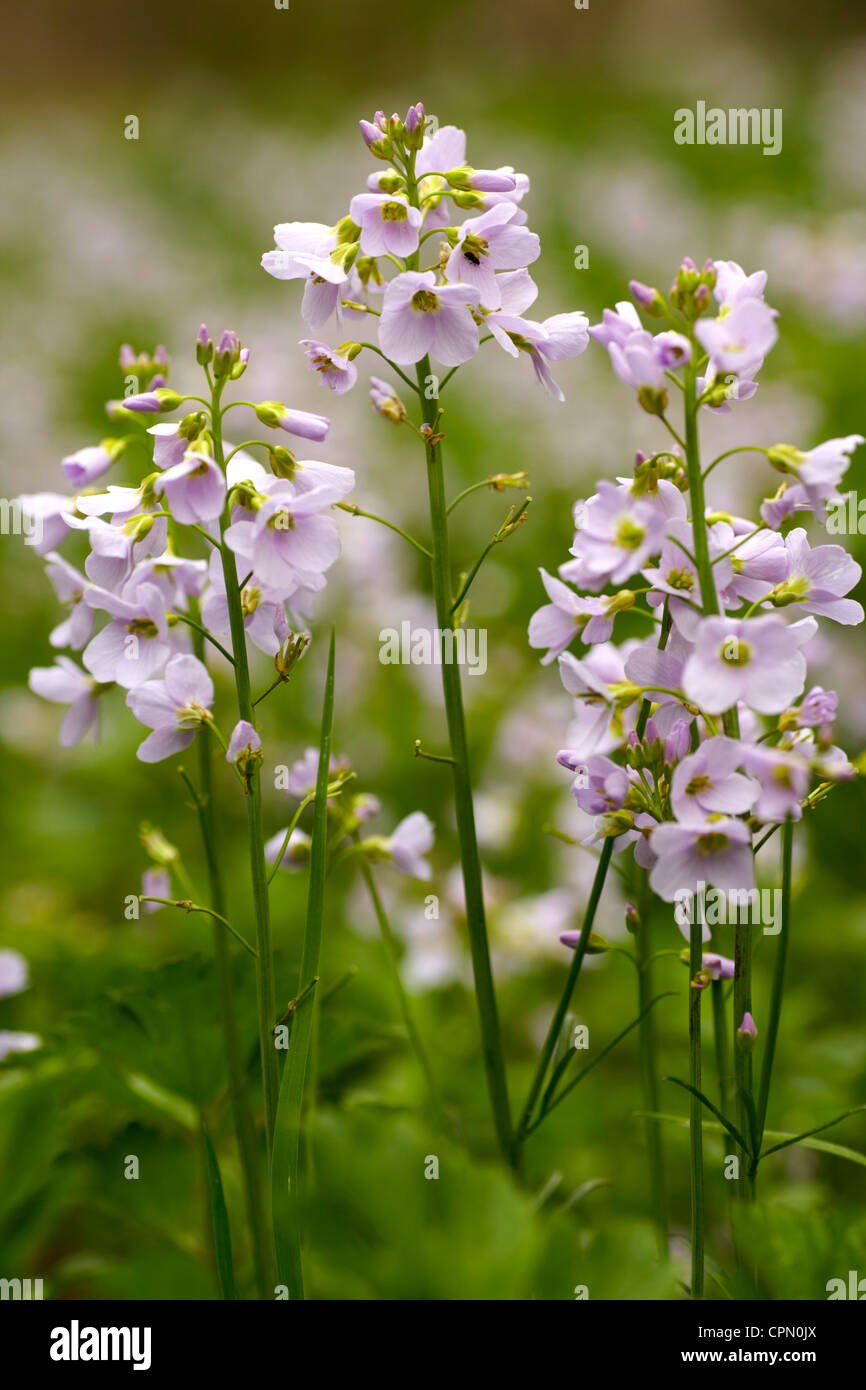 Cardamine Pratensis