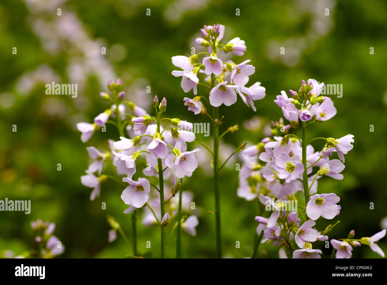 Ladies Smock High Resolution Stock Photography and Images - Alamy