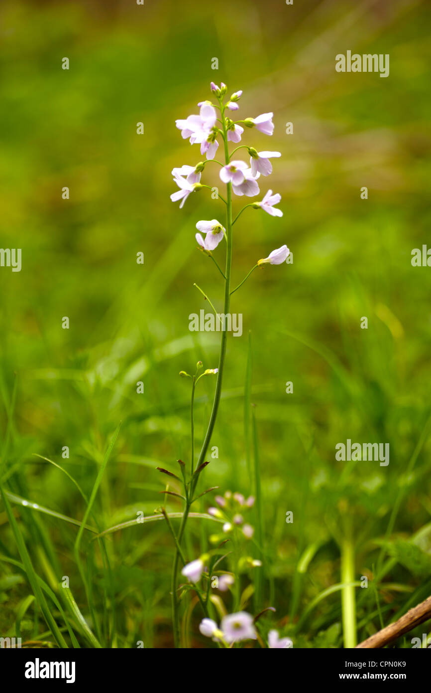 Ladies Smock High Resolution Stock Photography and Images - Alamy