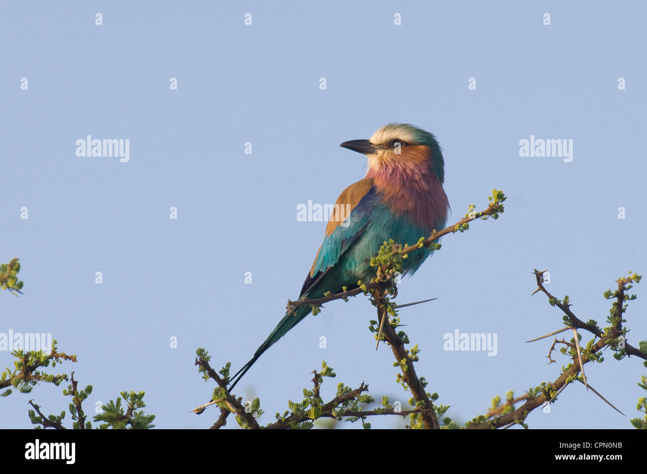 Lilac-breasted roller in tree Stock Photo - Alamy