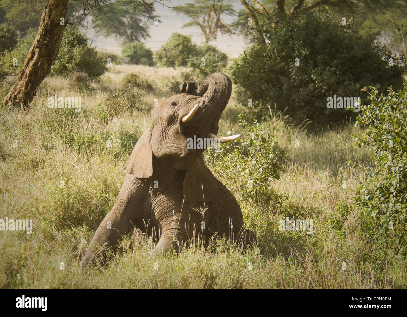 Elephant getting up from sleeping on ground-startled Stock Photo - Alamy