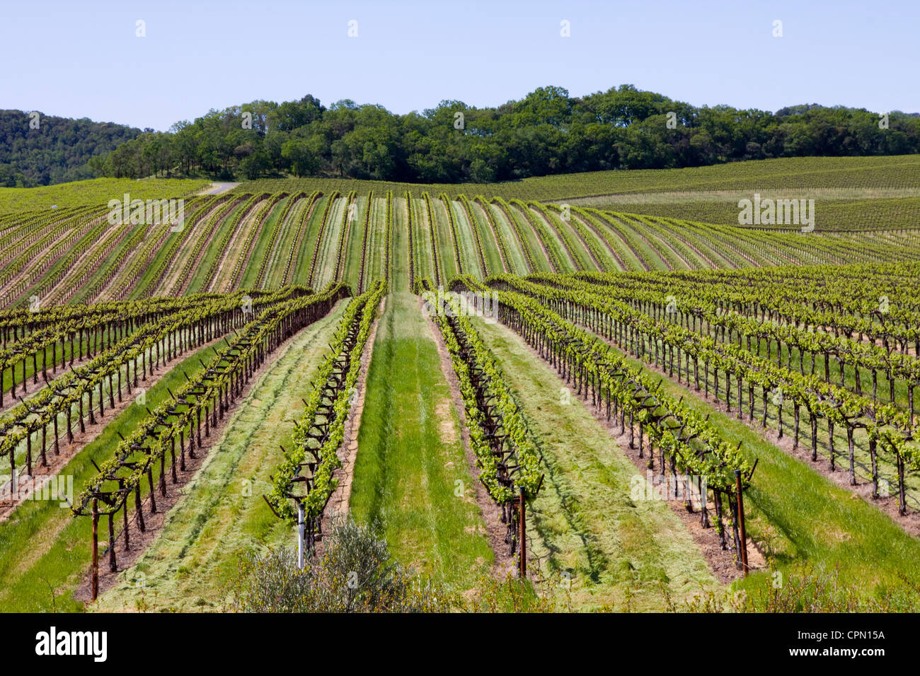 Sonoma county california vineyards hi-res stock photography and images ...