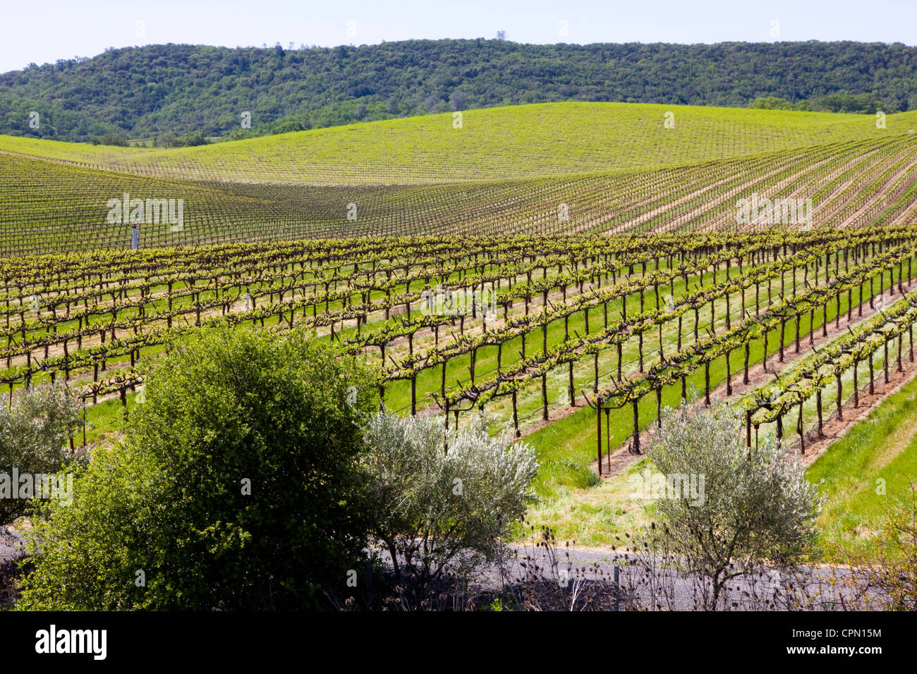 Vineyards lace the landscape of Sonoma County, near Healdsburg, CA, USA ...