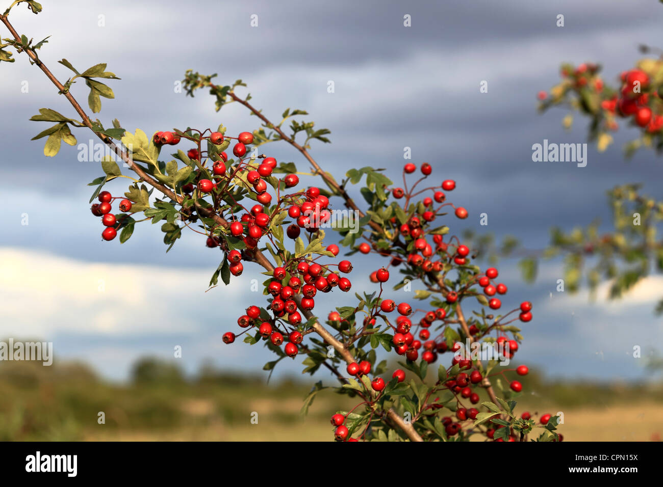 Haws hawthorne berries hi-res stock photography and images - Alamy