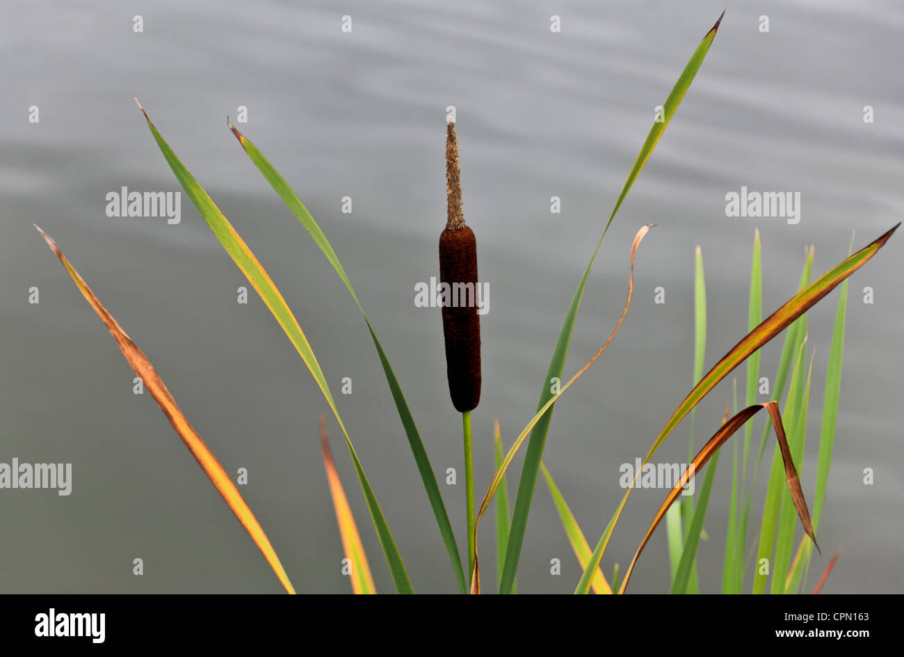 Bullrush hi-res stock photography and images - Alamy