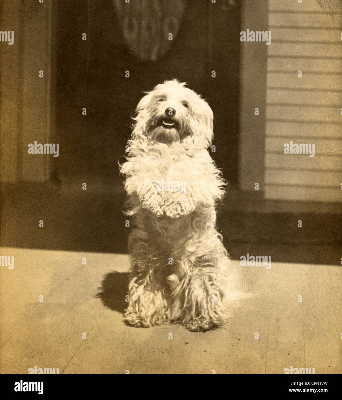 Small White Poodle Sitting Up & Begging Stock Photo - Alamy