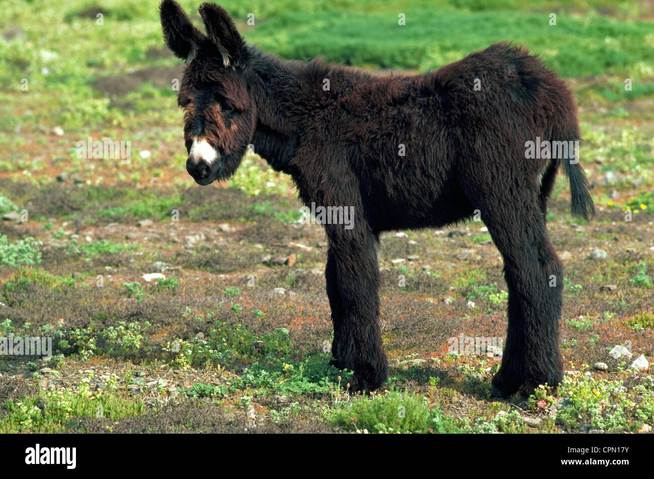 A small wild donkey (feral burro or ass) roams San Benito Island in the ...