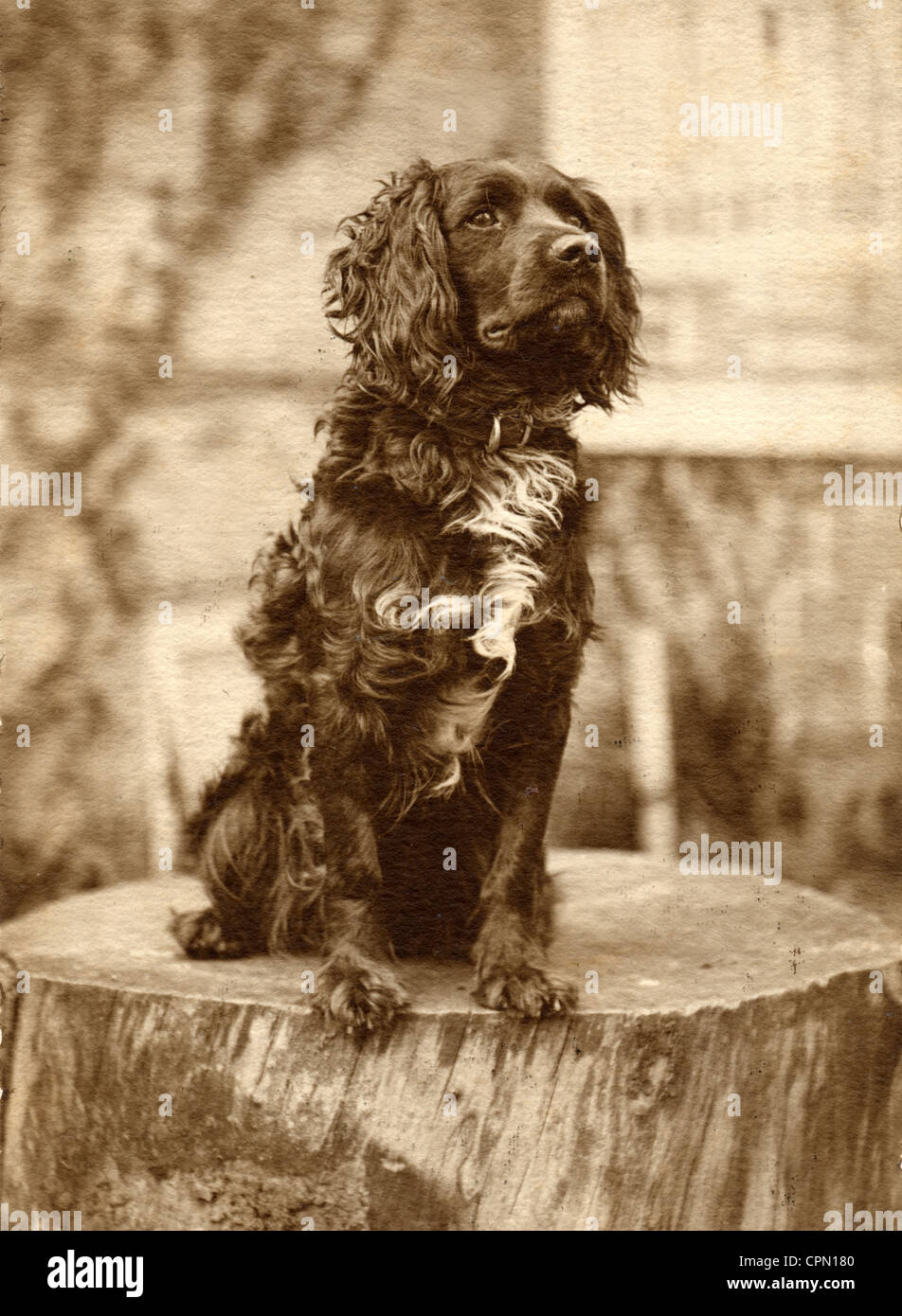 Cocker Spaniel Sitting on a Tree Stump Stock Photo - Alamy