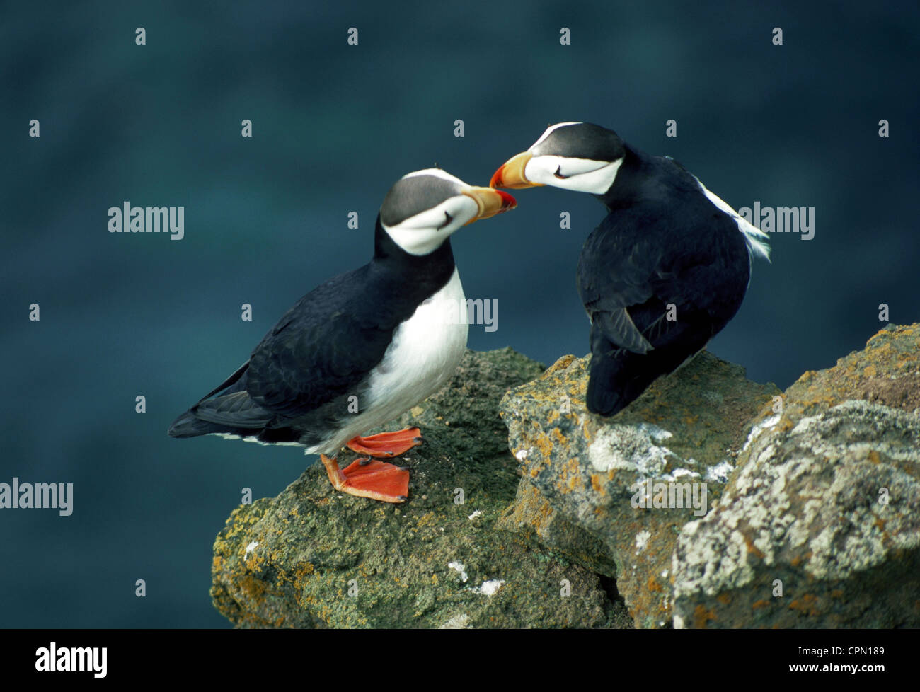 Two Horned Puffins touch beaks in a nesting area on the cliffs of St ...