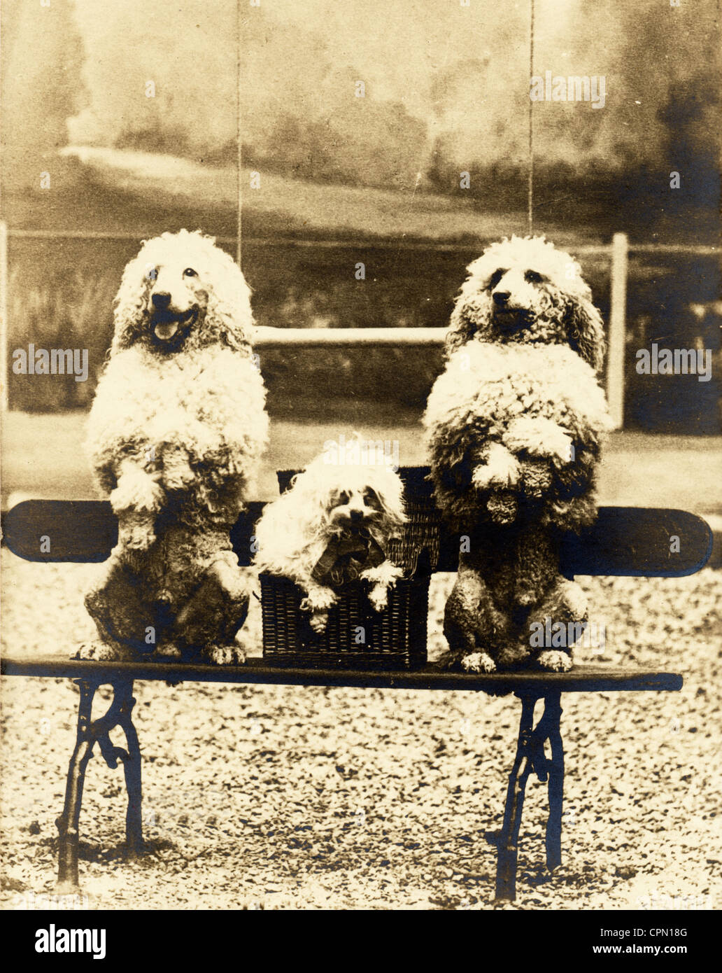 Why Are Poodles French